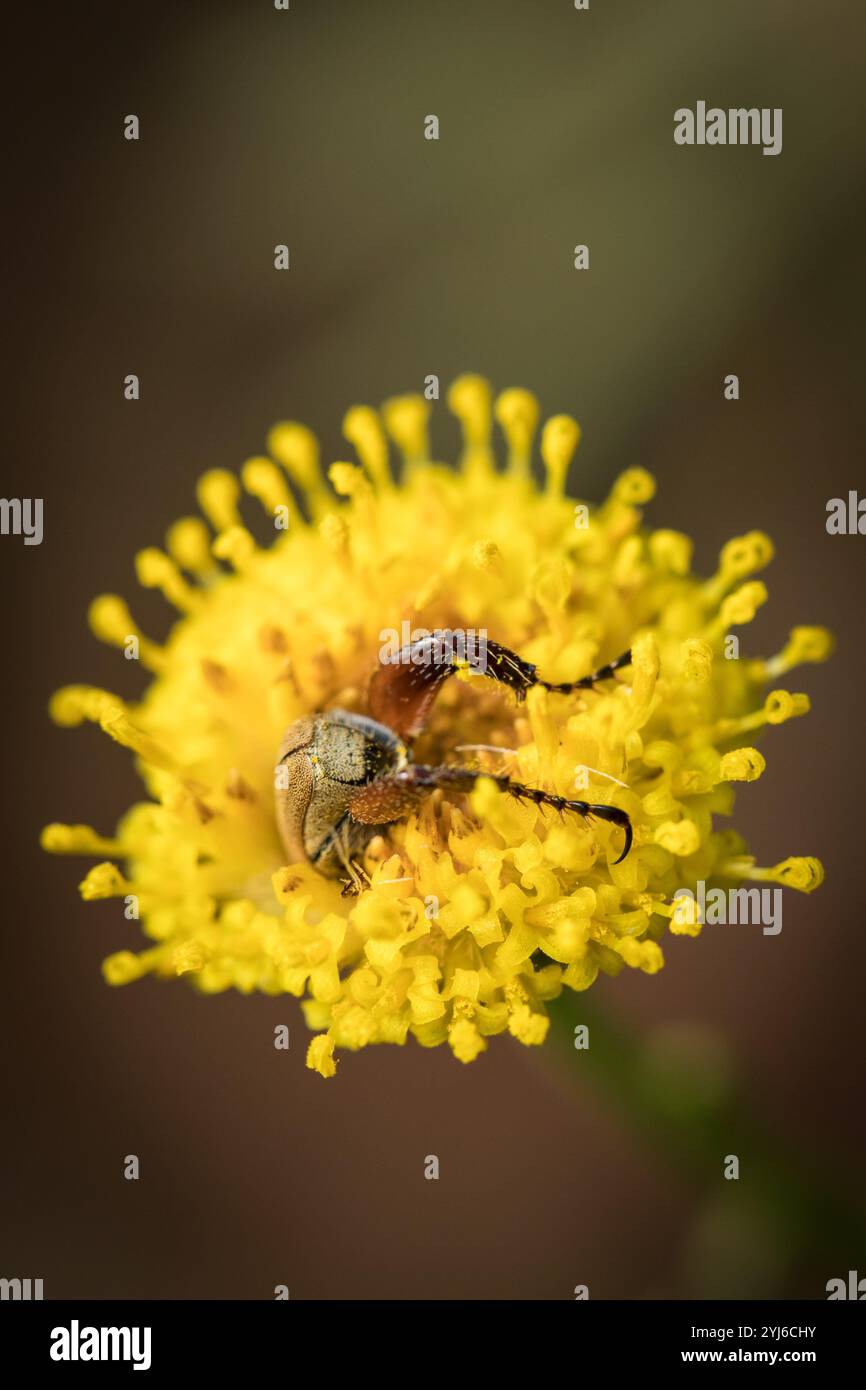 Monkey Beetle embedded in Chrysocoma sp. Bitterbush. South Africa is ...