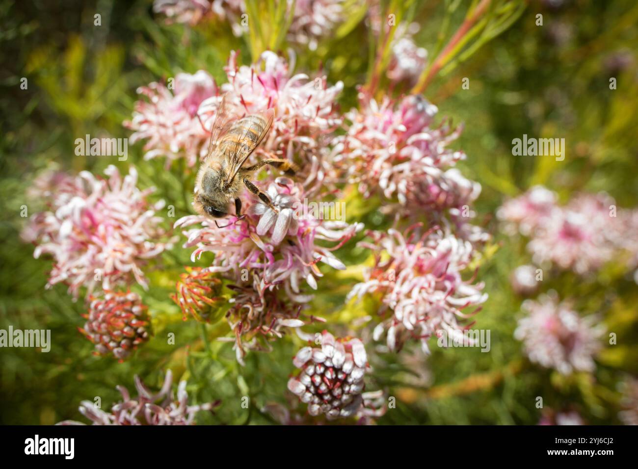 Cape Honey Bee, Apis mellifera capensis, visiting critically endangered ...