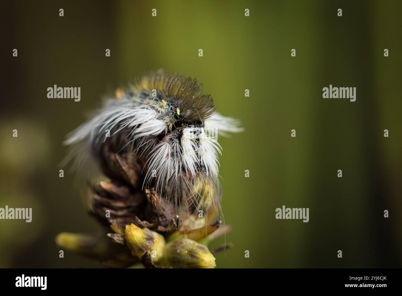 A caterpillar from the lappet moth family, Lasiocampidae, feeds on the ...