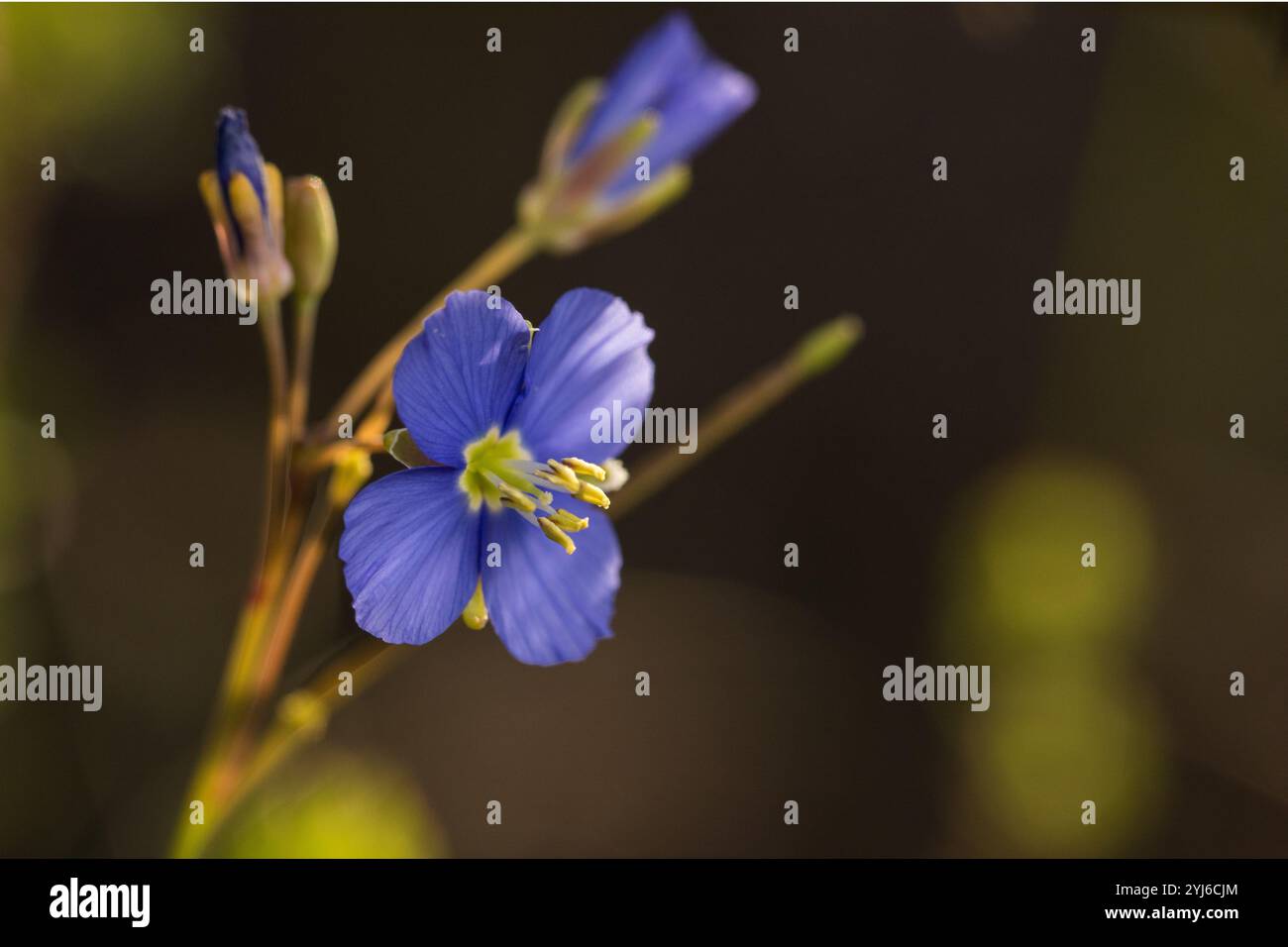 Heliophila coronopifolia, Fairy-of-the-Veld, often flower in huge ...