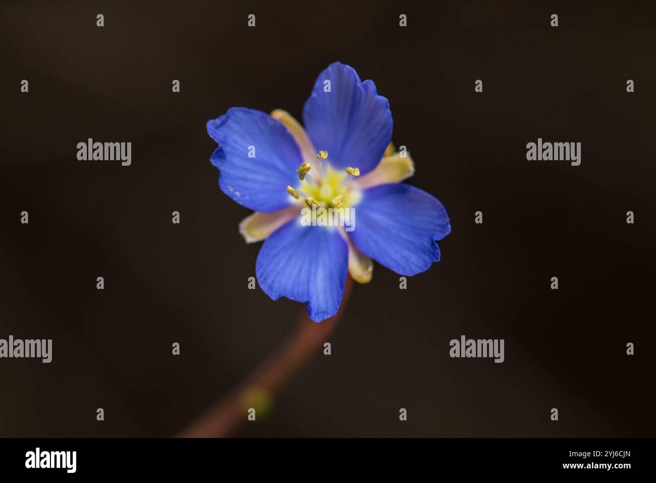 Heliophila coronopifolia, Fairy-of-the-Veld, often flower in huge ...