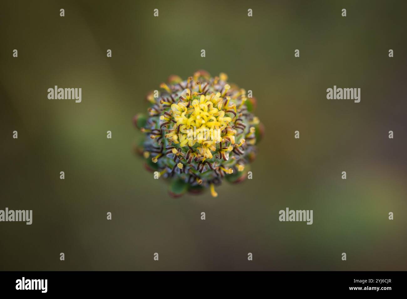 The Cape Flats Conebush, Leucadendron levisanus, is a critically ...