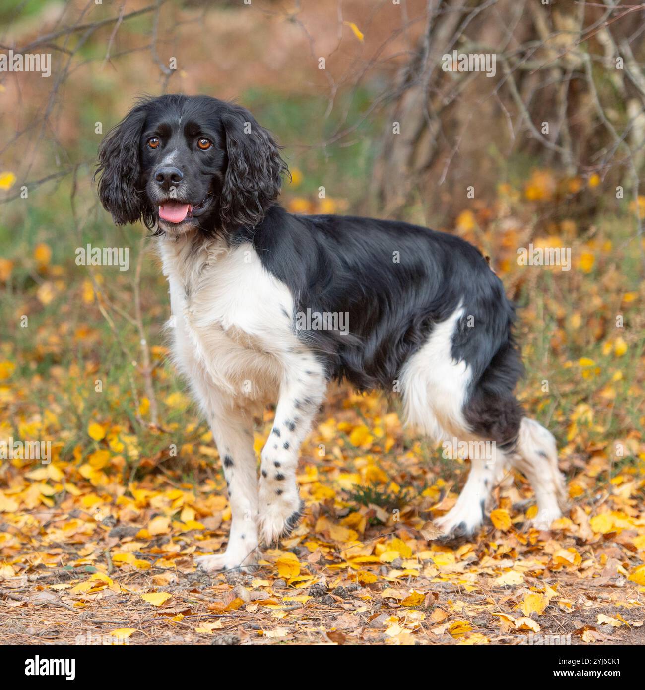 english springer spaniel in autumn leaves Stock Photo - Alamy