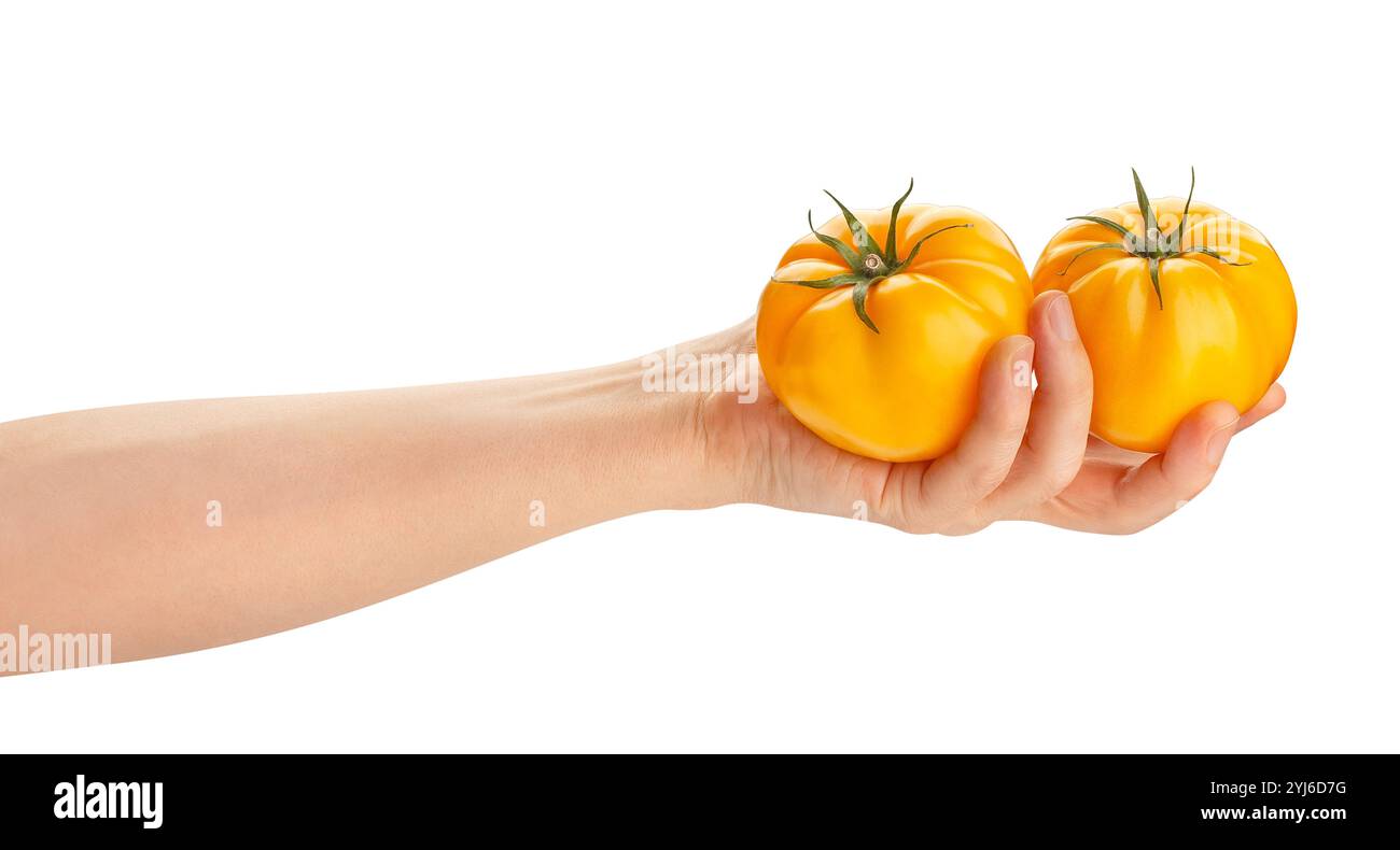 yellow tomato in hand path isolated on white Stock Photo - Alamy