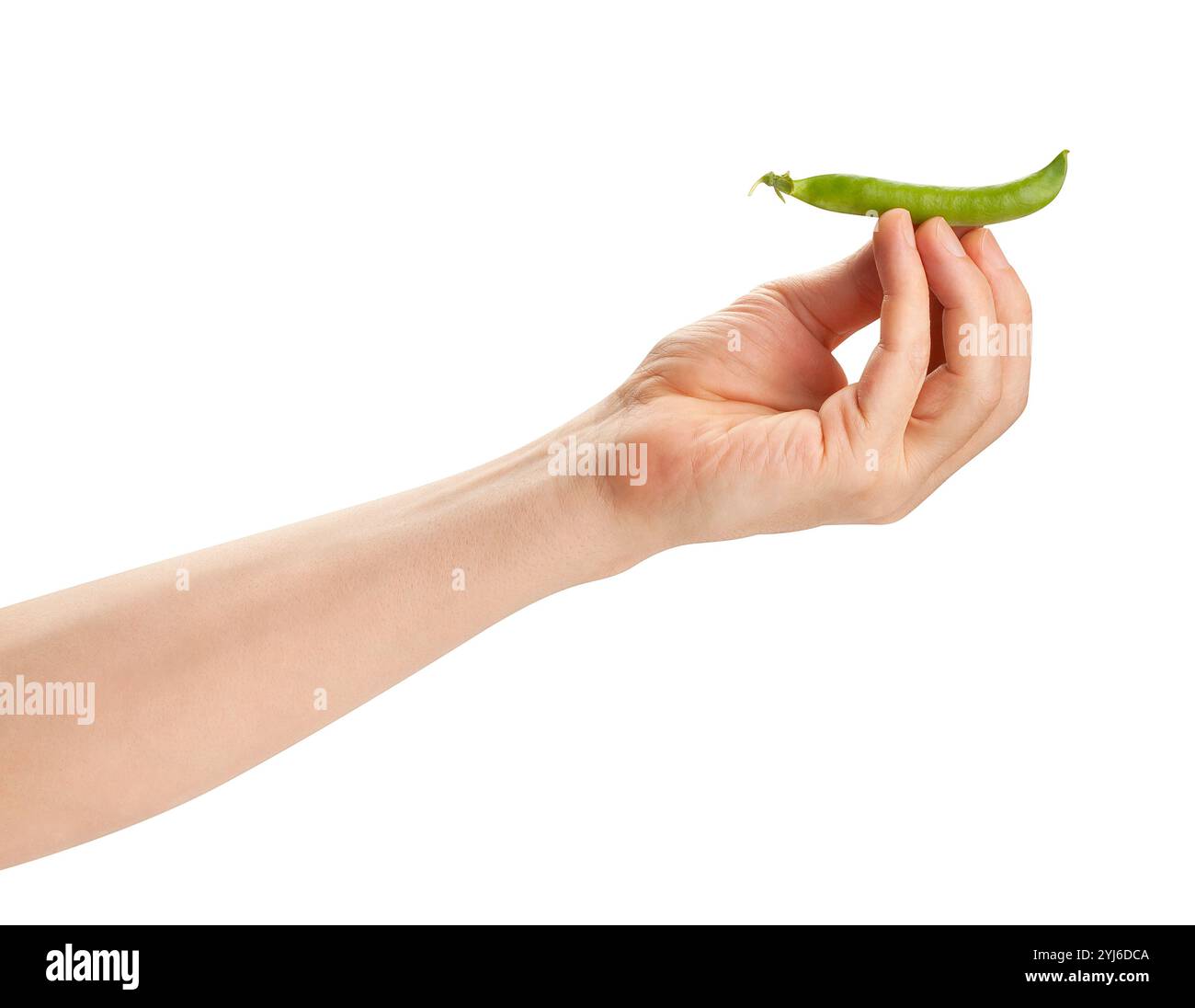 Hand holding green pea pod hi-res stock photography and images - Alamy