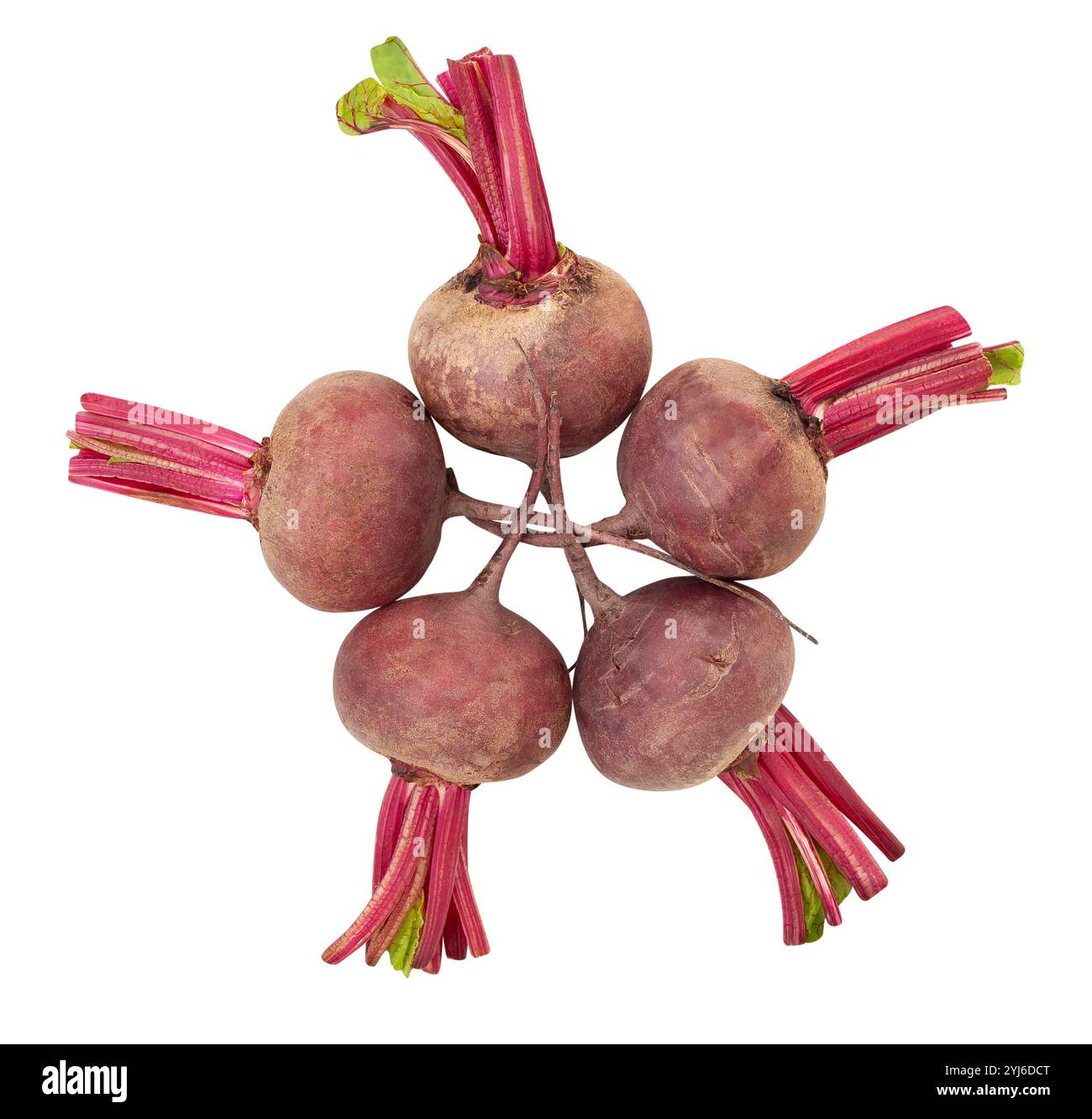 White beetroot hi-res stock photography and images - Alamy