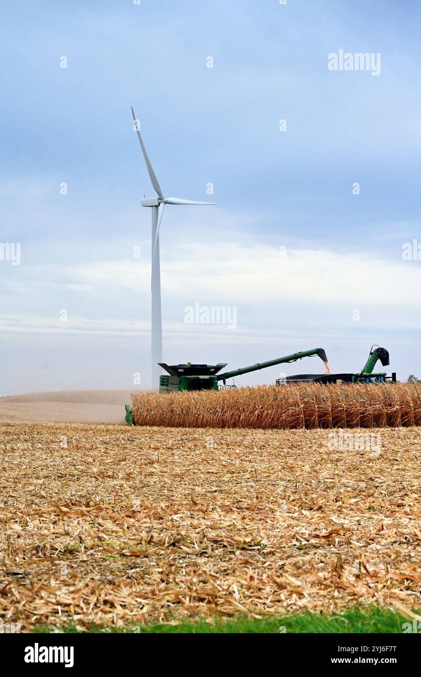 Waterman, Illinois, USA. Cornfield being harvested in east central ...