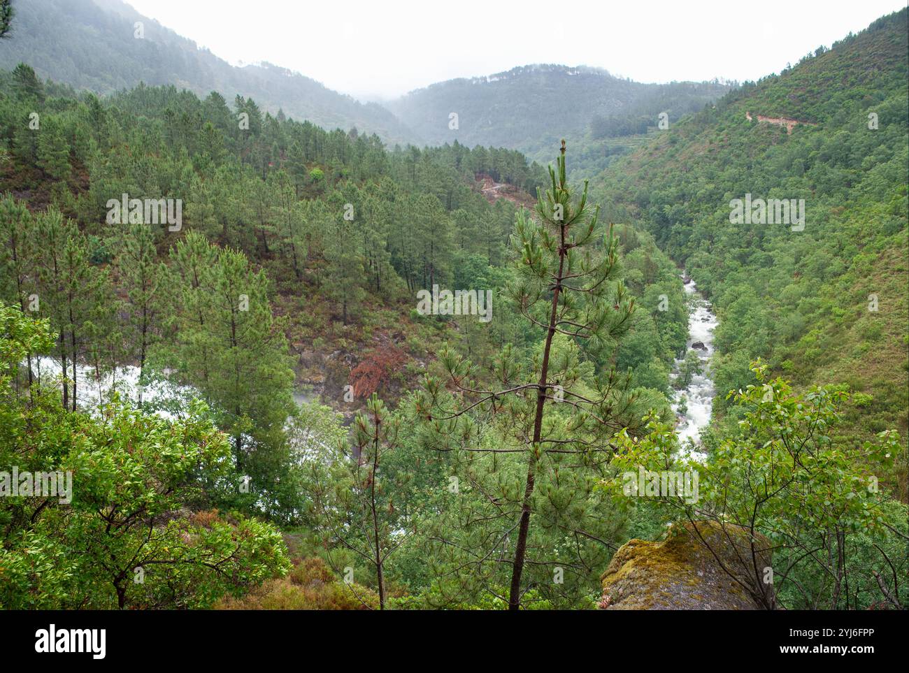Valley full grass trees hi-res stock photography and images - Alamy