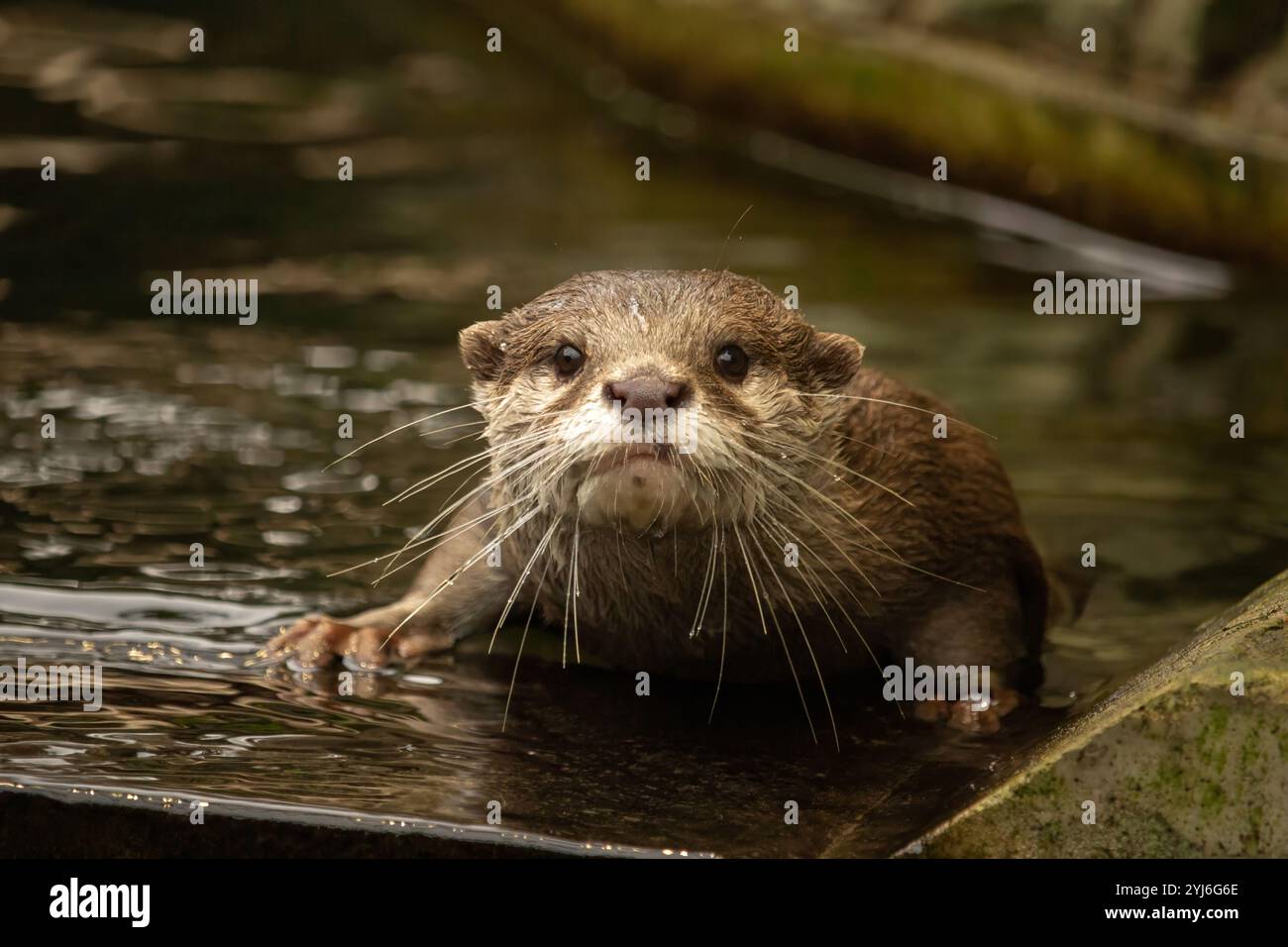 Asian /Oriental small-clawed otter (Aonyx/Amblonyx cinerea) portrait ...