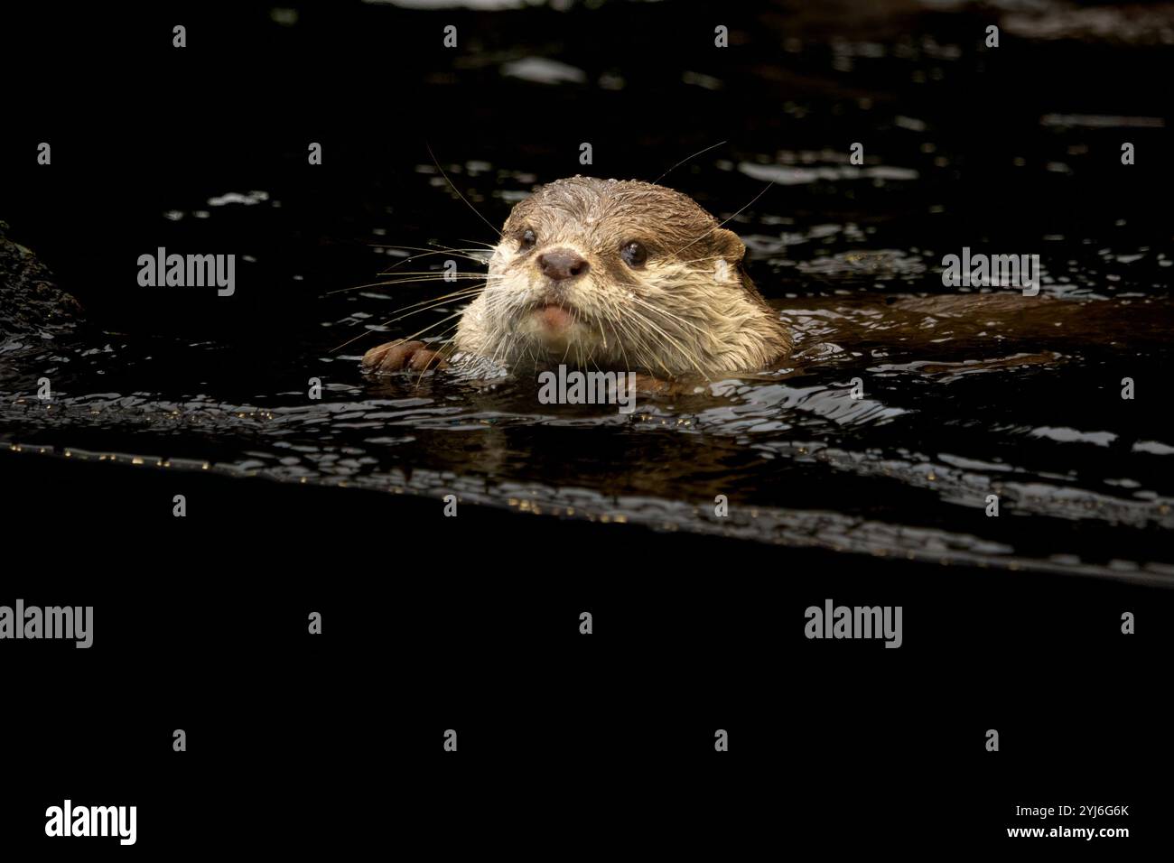Oriental small-clawed otter, Amblonyx cinereus, also known as the Asian ...