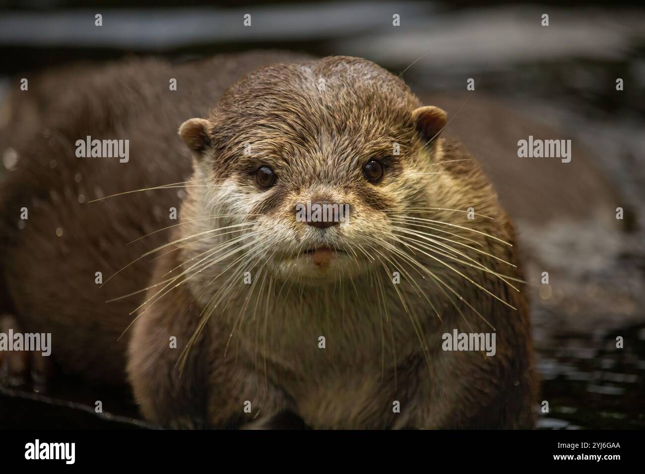 An oriental small-clawed otter Aonyx cinerea Asian small-clawed otter ...