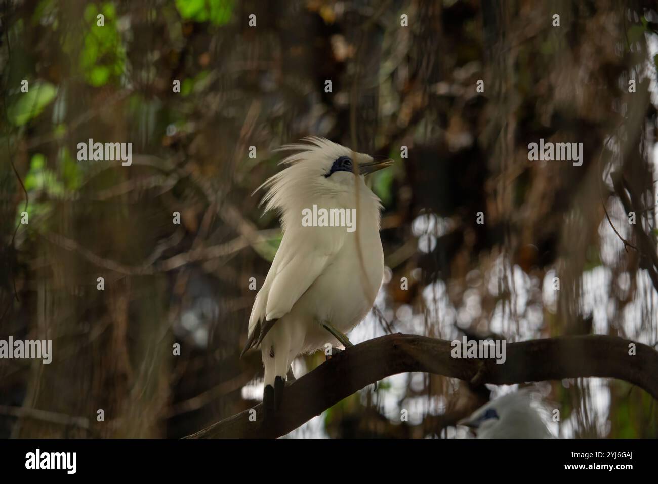 Bali endemic. Maina rare bird Stock Photo - Alamy