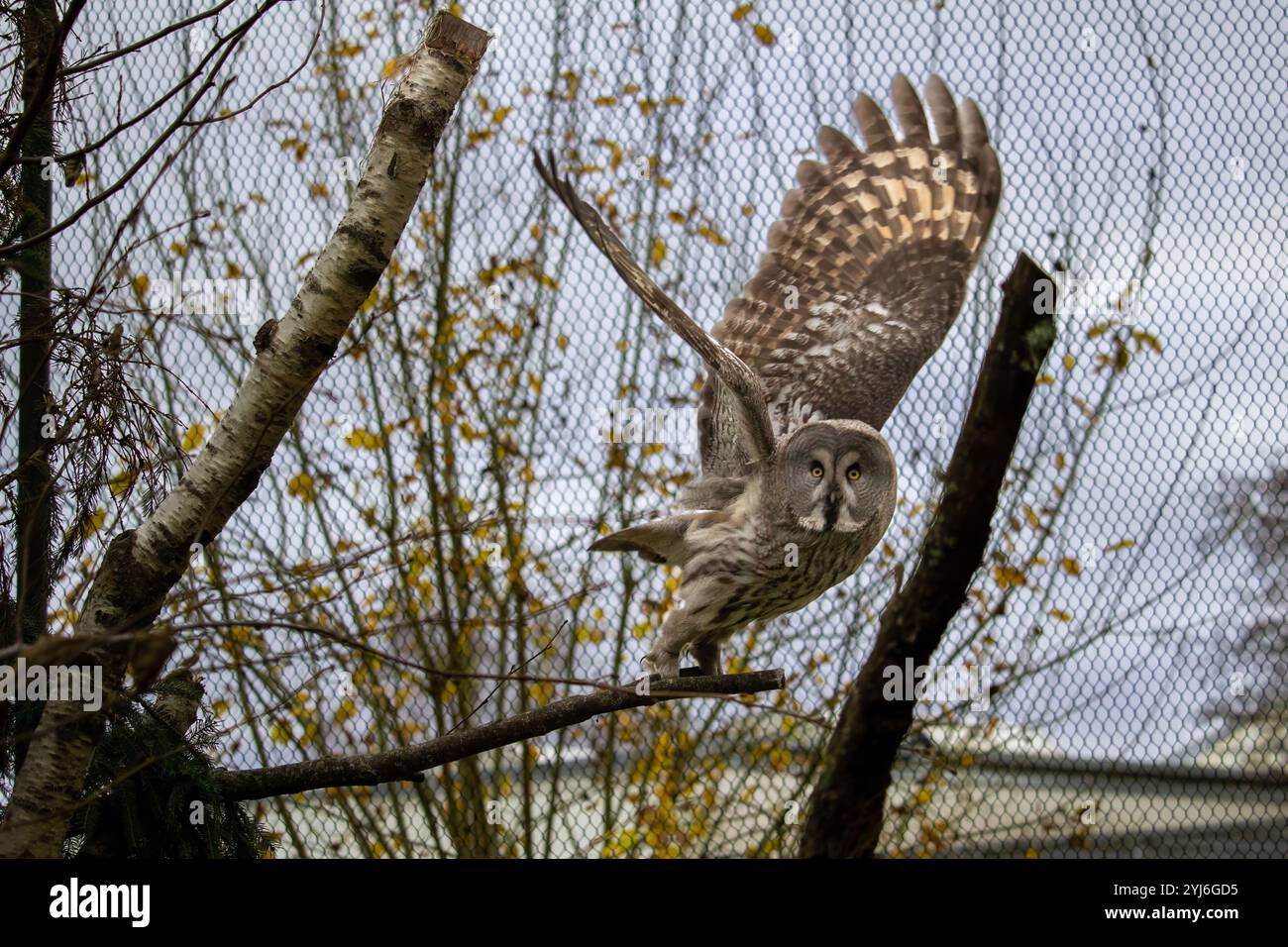 Big grey owl tree hi-res stock photography and images - Alamy