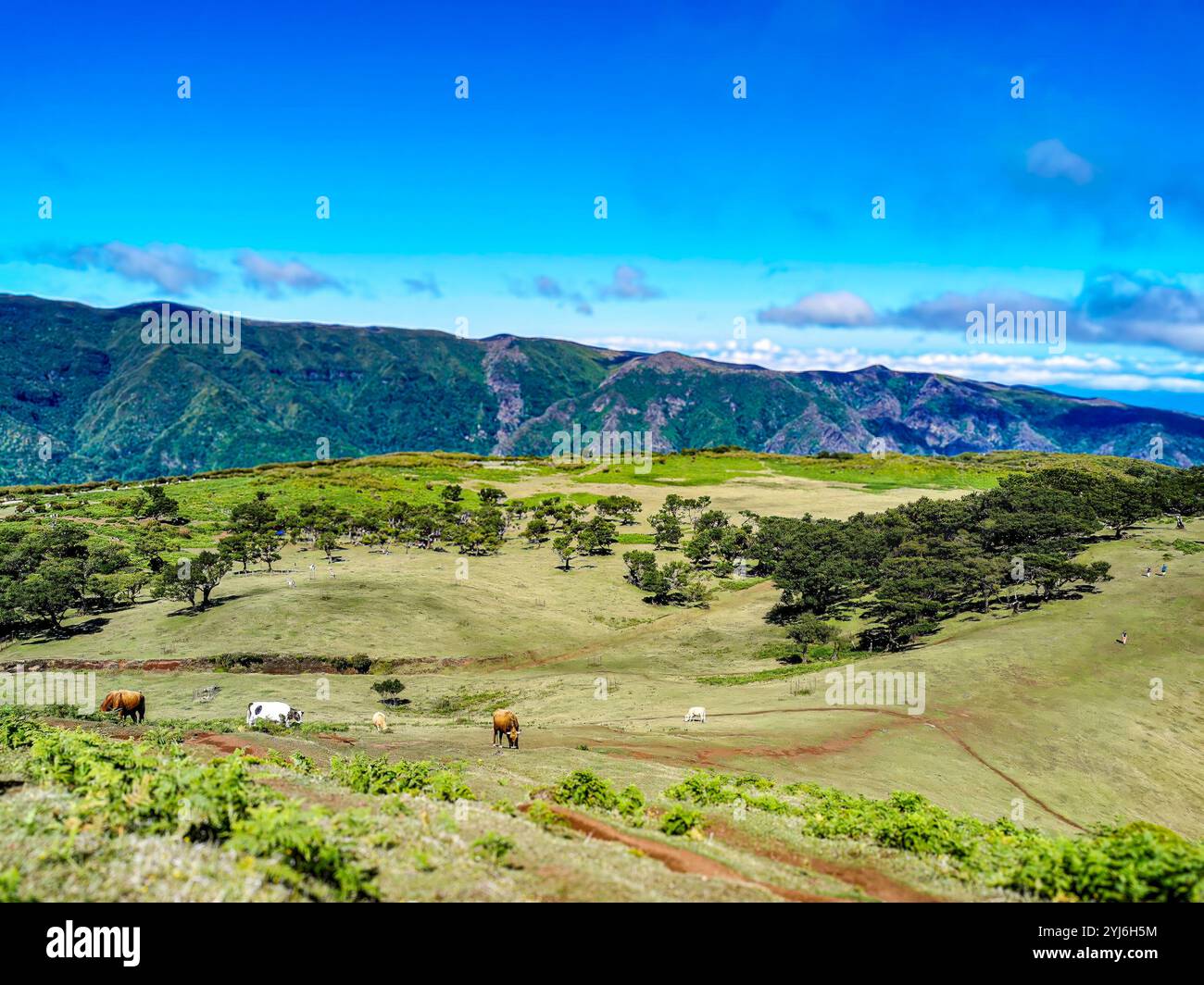 Open fields with grazing cows in Fanal Forest, Madeira, surrounded by lush greenery and ...