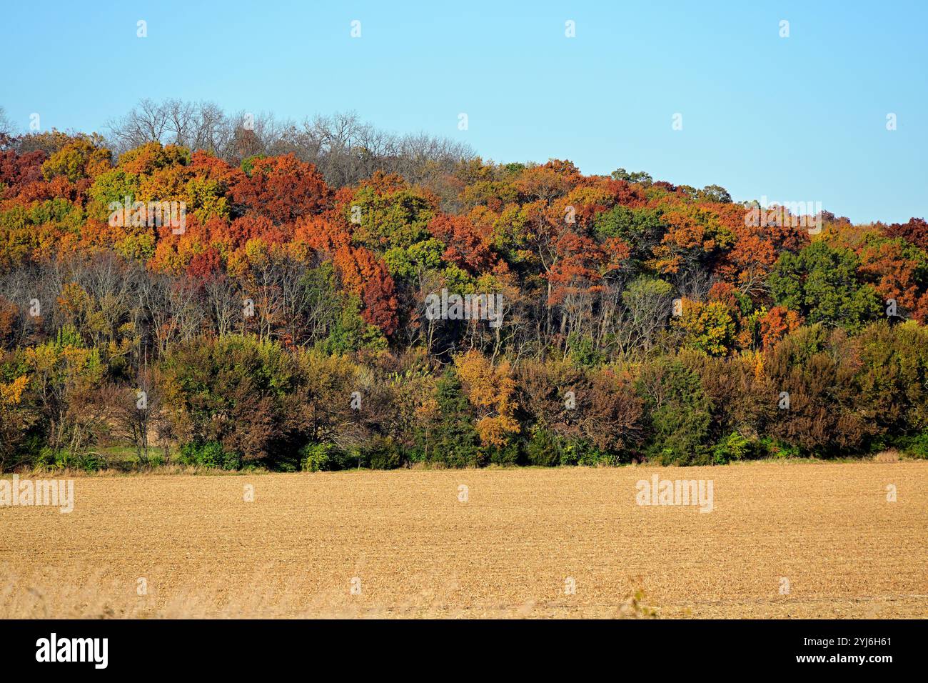 Chana, Illinois, USA. A harvested cornfield provides a foreground to ...