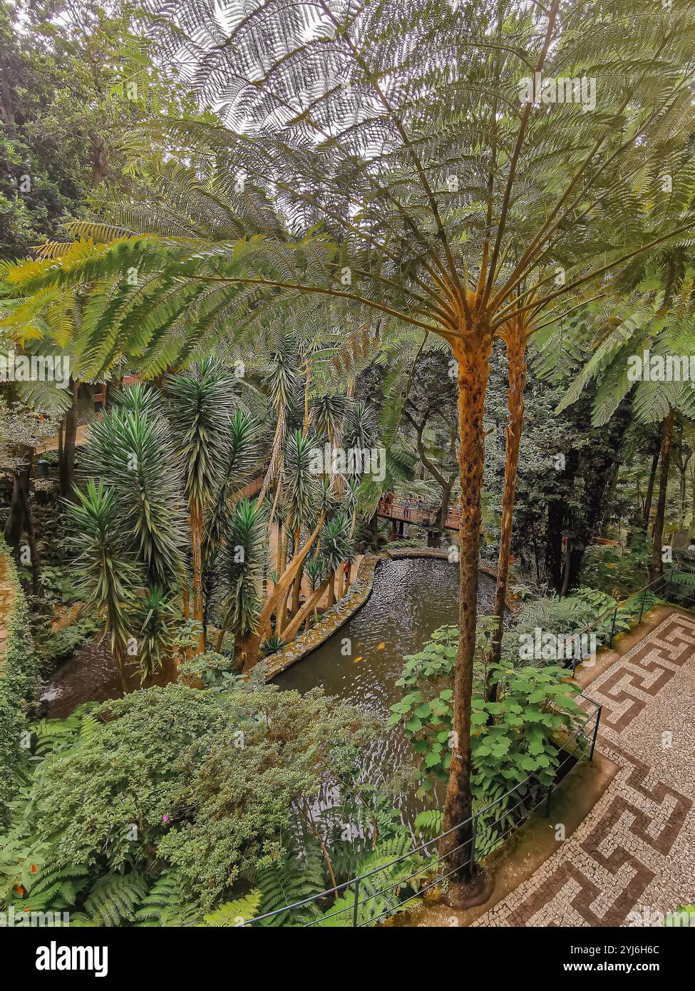 Lush tropical garden with tall ferns, diverse plants, and a pond in ...