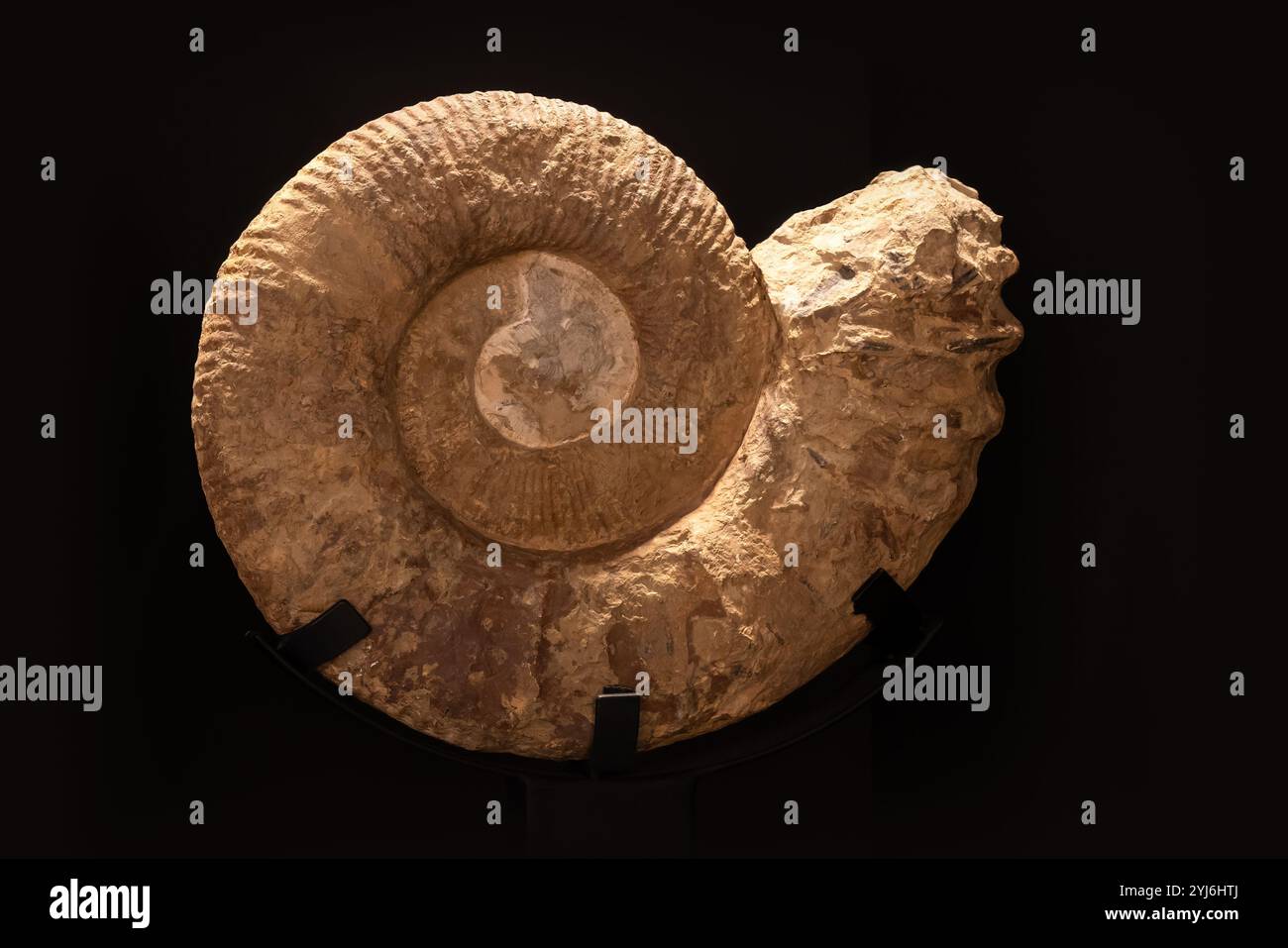 Ancient Spiral Ammonite Fossil Stock Photo - Alamy