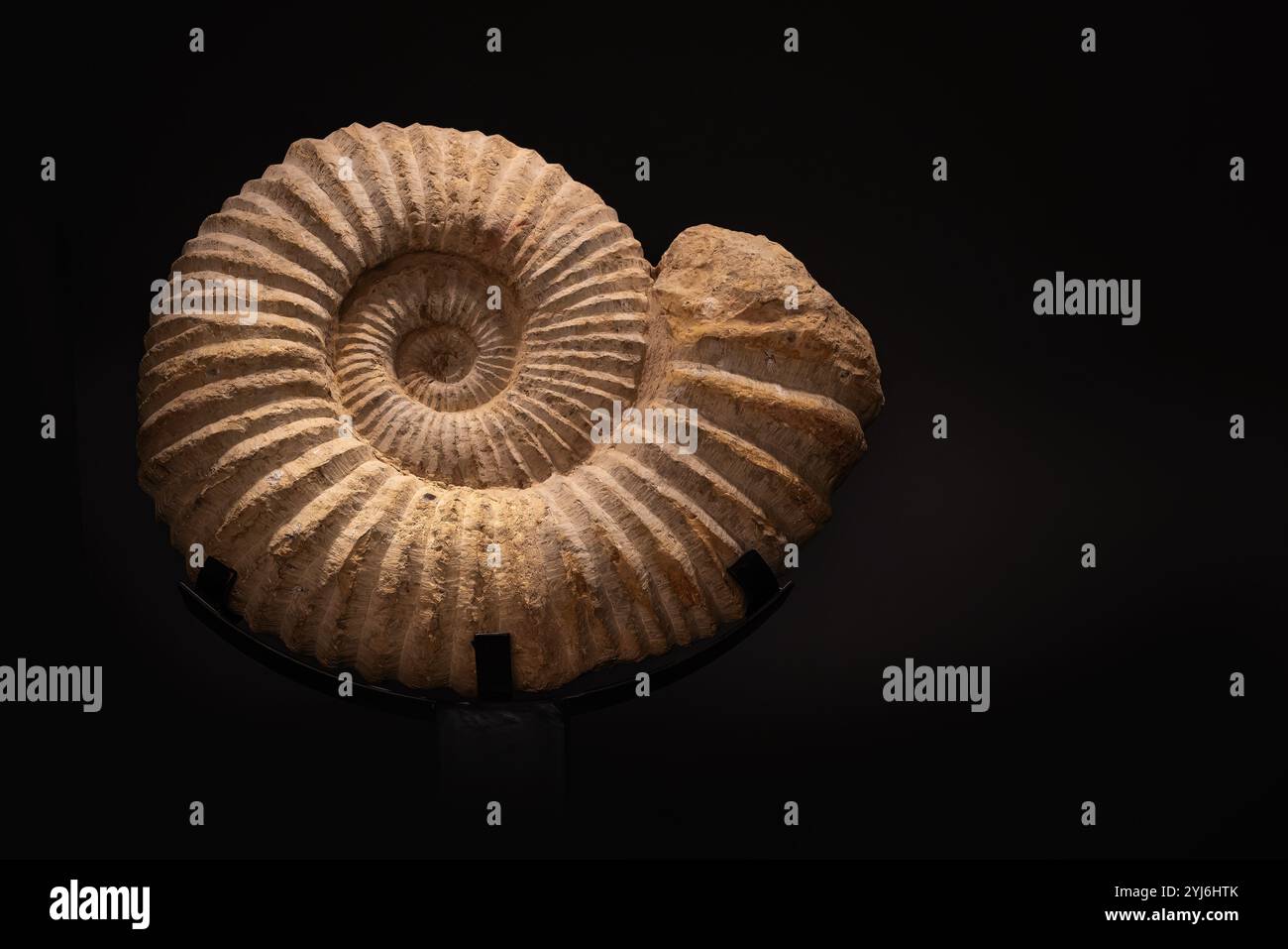 Ammonite shape hi-res stock photography and images - Alamy
