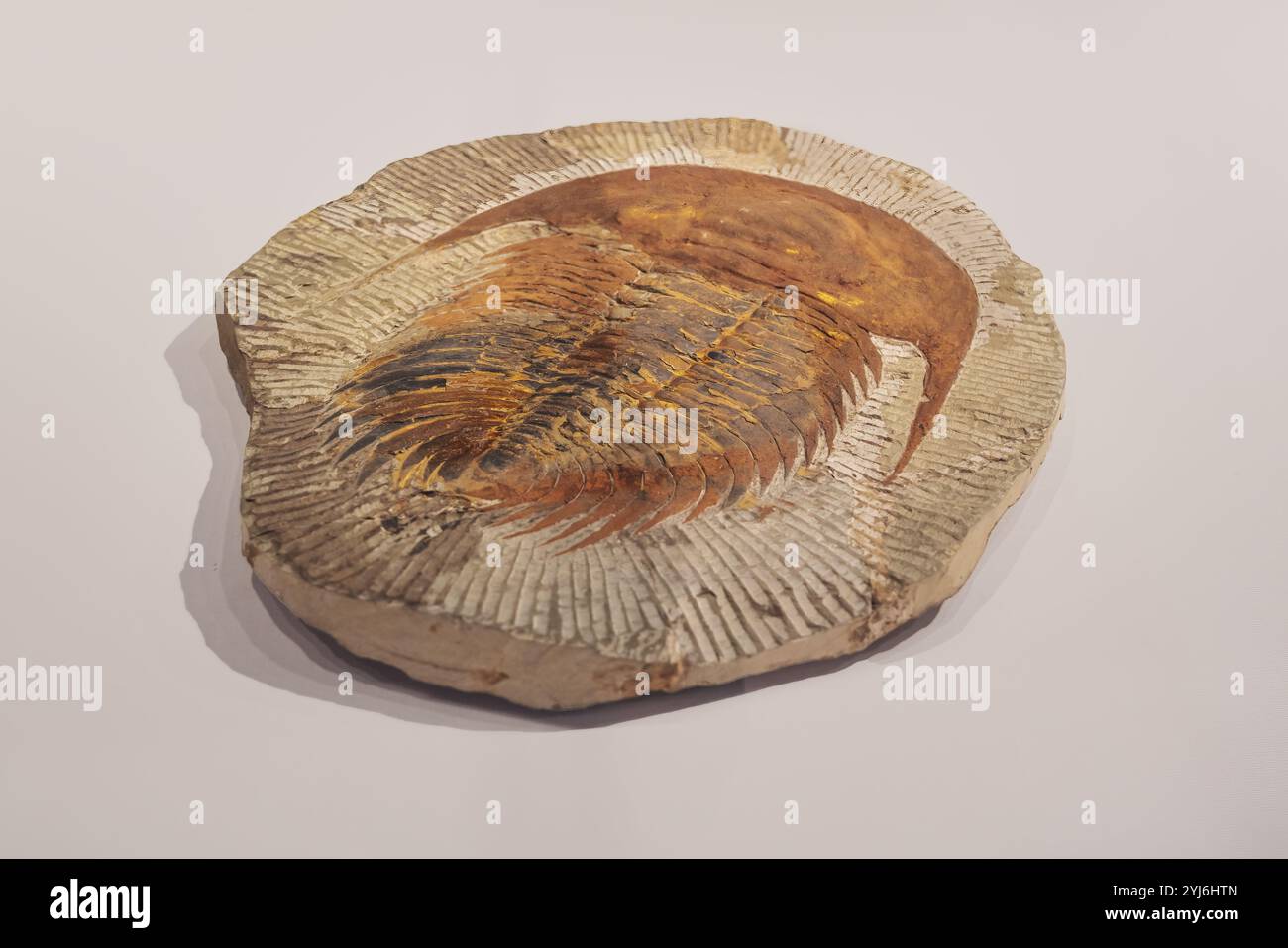 Preserved Trilobite Fossil in Rock Stock Photo - Alamy