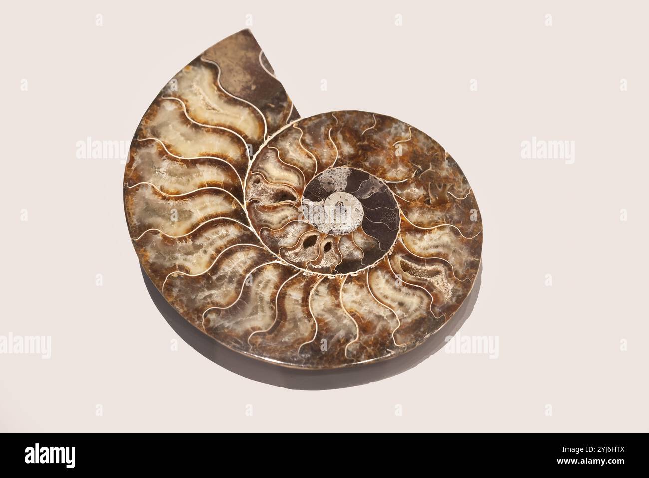 Cross-Section of Ammonite Fossil with Visible Internal Chambers Stock ...