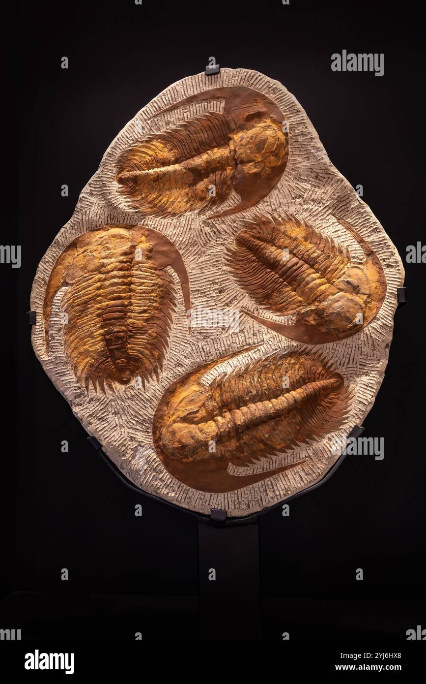 Fossil specimen trilobite species hi-res stock photography and images - Alamy