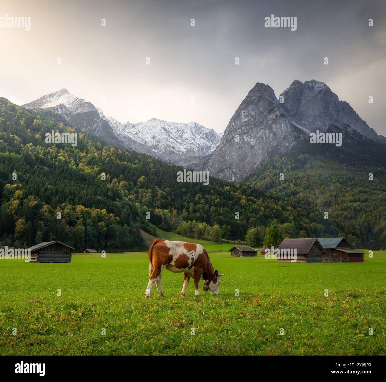 Bavarian Alpine Landscape with Grazing Cow, Germany Stock Photo - Alamy