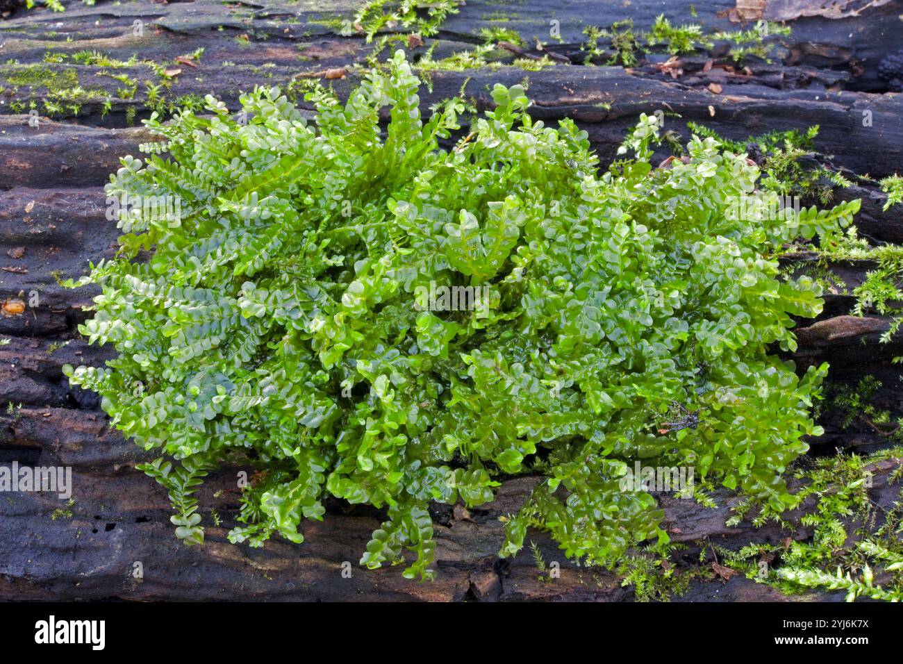 Liverwort mainly found in the northern hemisphere hi-res stock ...