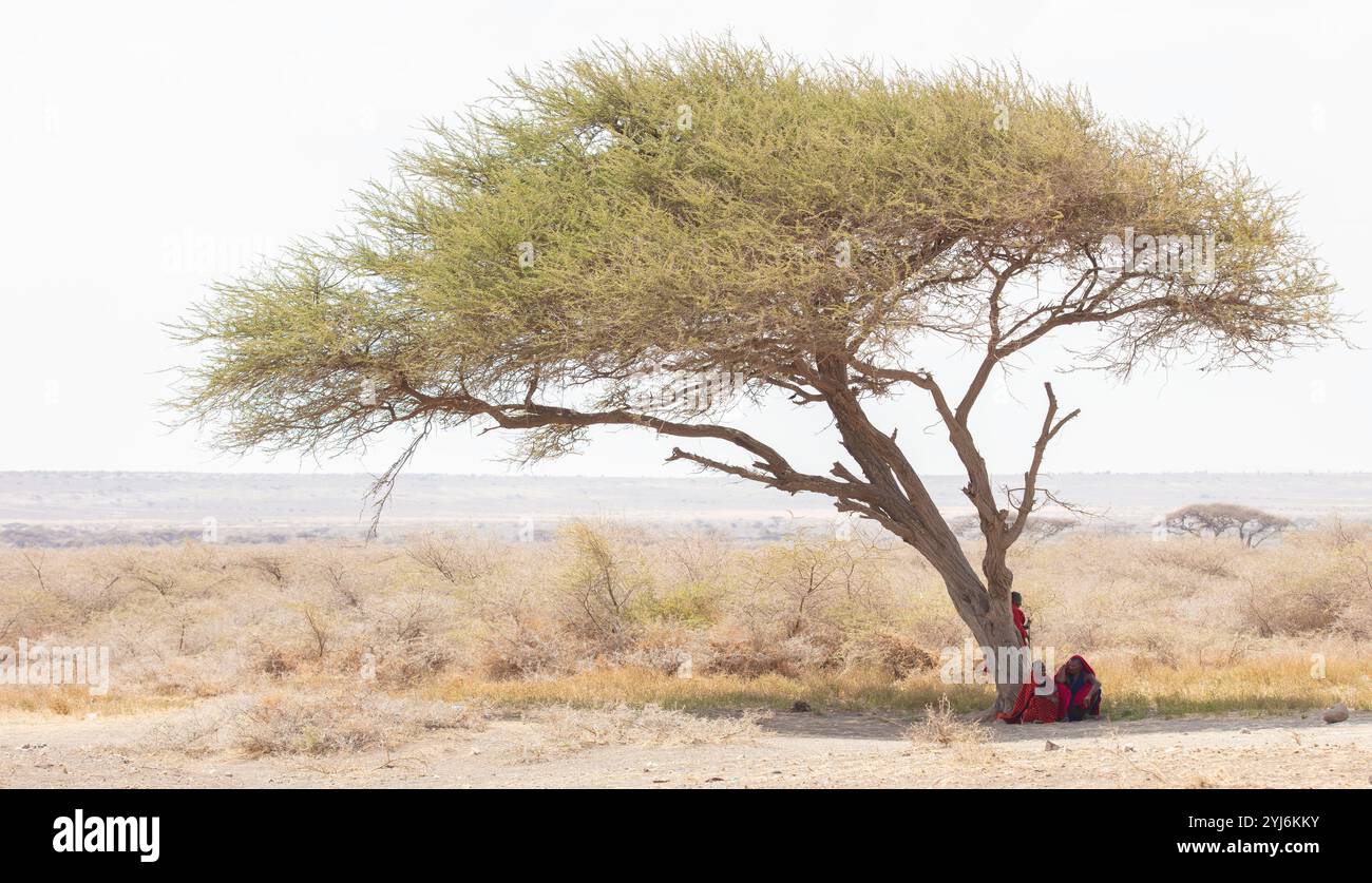 Maasai tribe men under an arcacia tree in arid landscape, Tanzania ...