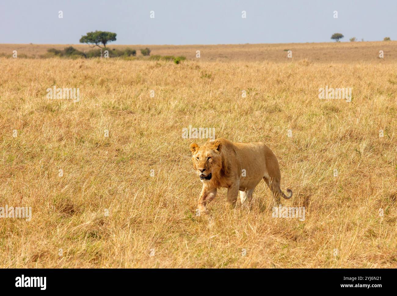 Shrublands africa hi-res stock photography and images - Alamy
