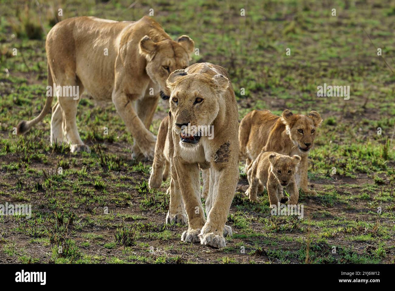 Pack of lions keeping watch over the cubs Stock Photo - Alamy