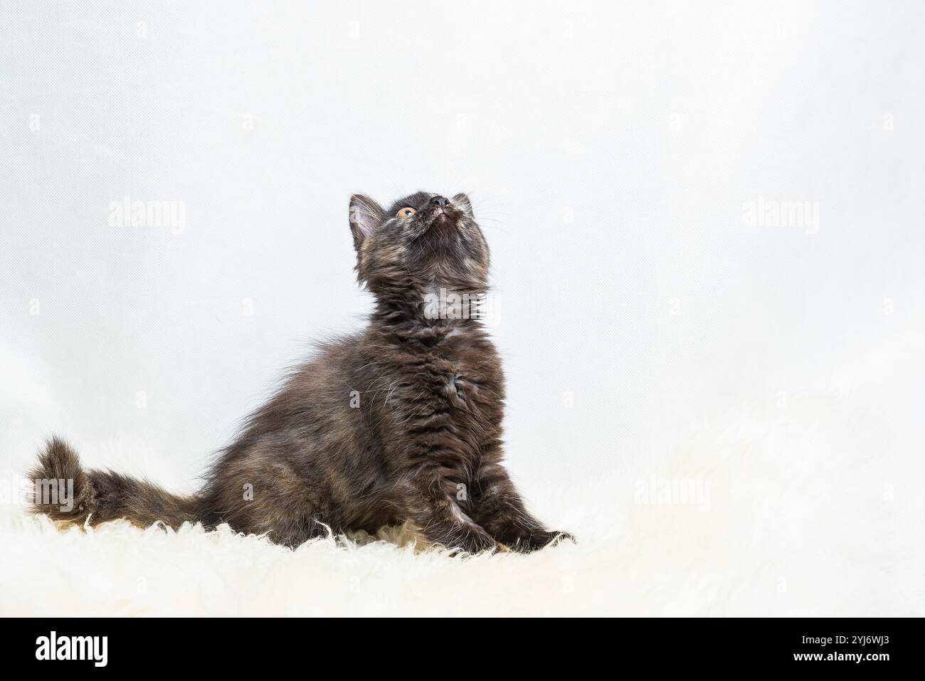 Three months old tortoiseshell kitty in hunting position lying on the ...