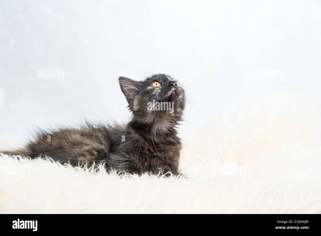Three months old tortoiseshell kitty in hunting position lying on the ...