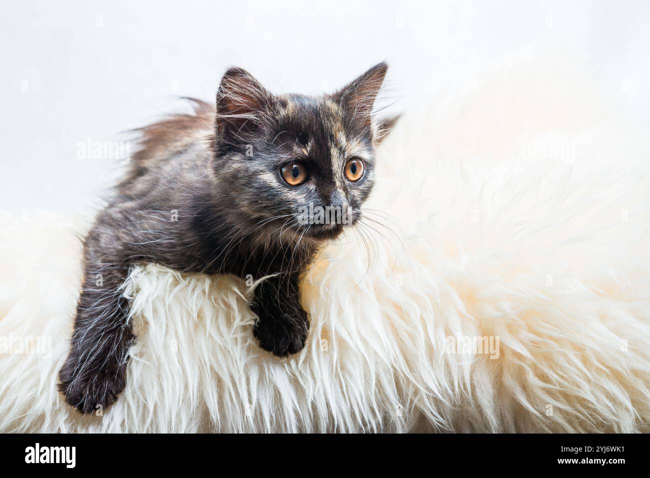 Cute three months old tortoiseshell kitty on synthetic fur on white ...