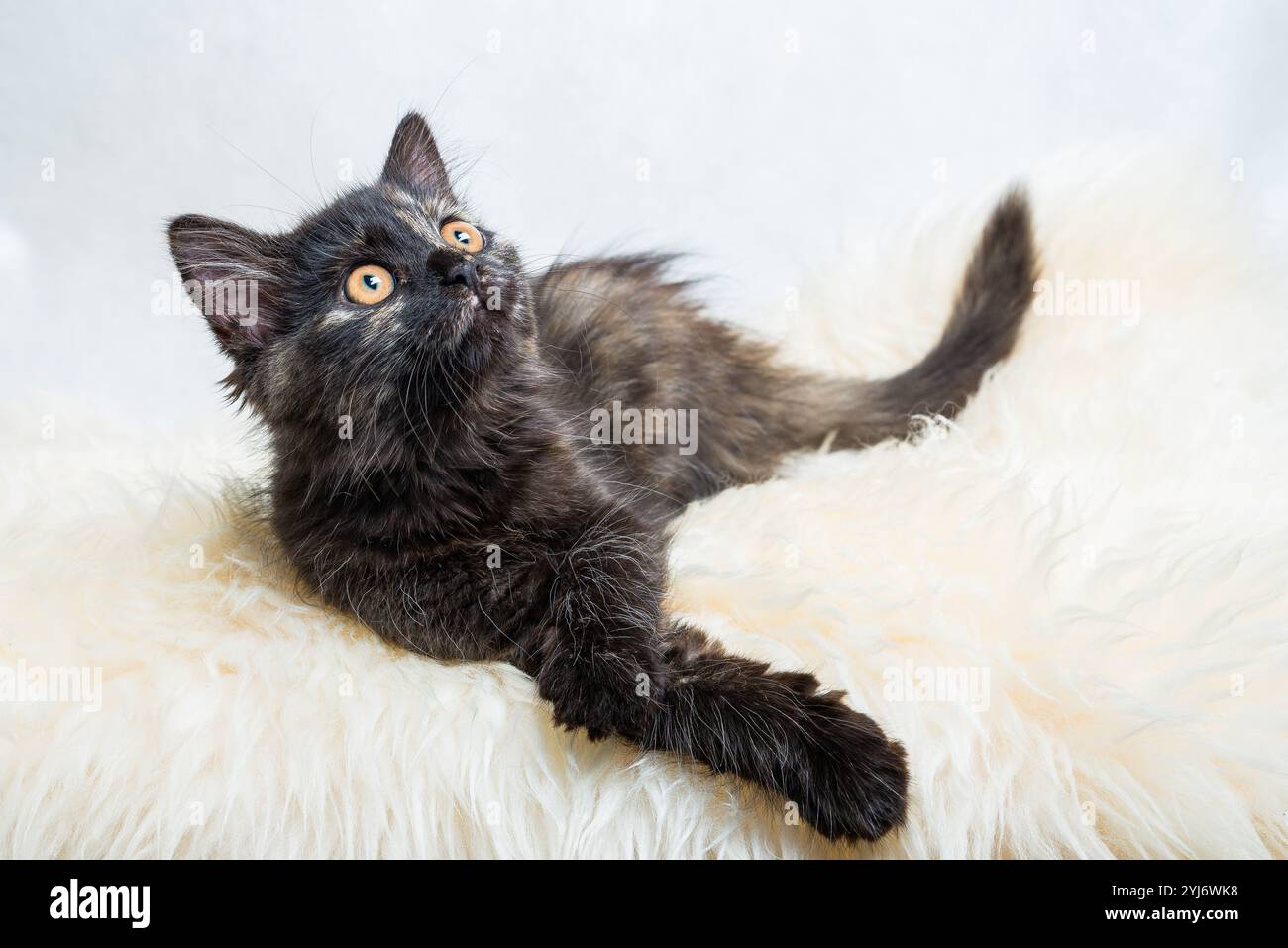 Three months old tortoiseshell kitty in hunting position lying on the ...