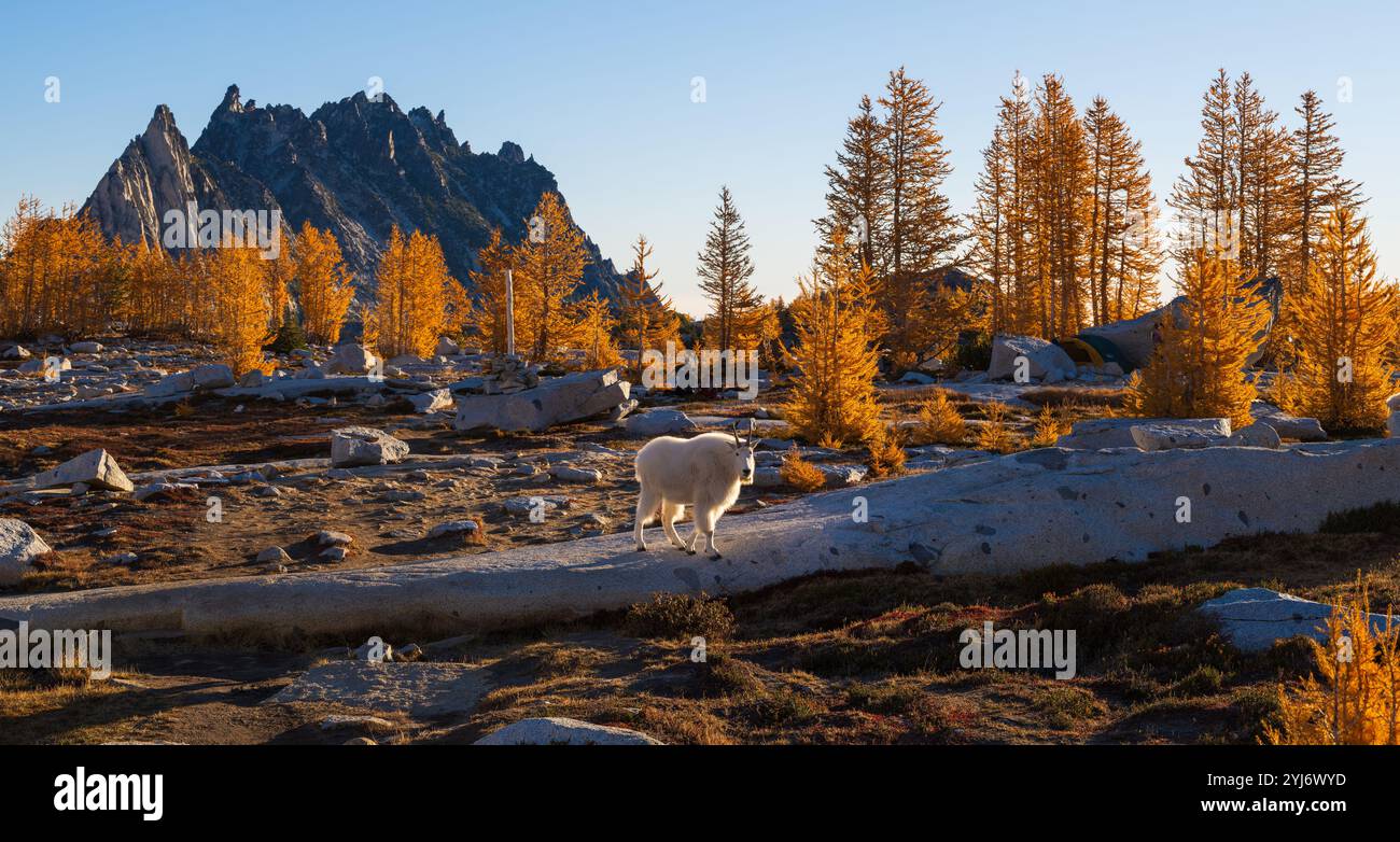 Enchantments Lakes Basin Fall Colors and Curious Goat Stock Photo - Alamy