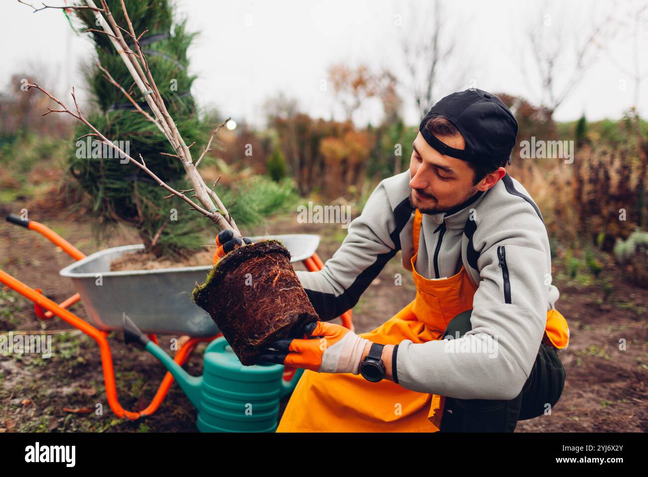 Young gardener planting trees in autumnal garden with pine tree ...