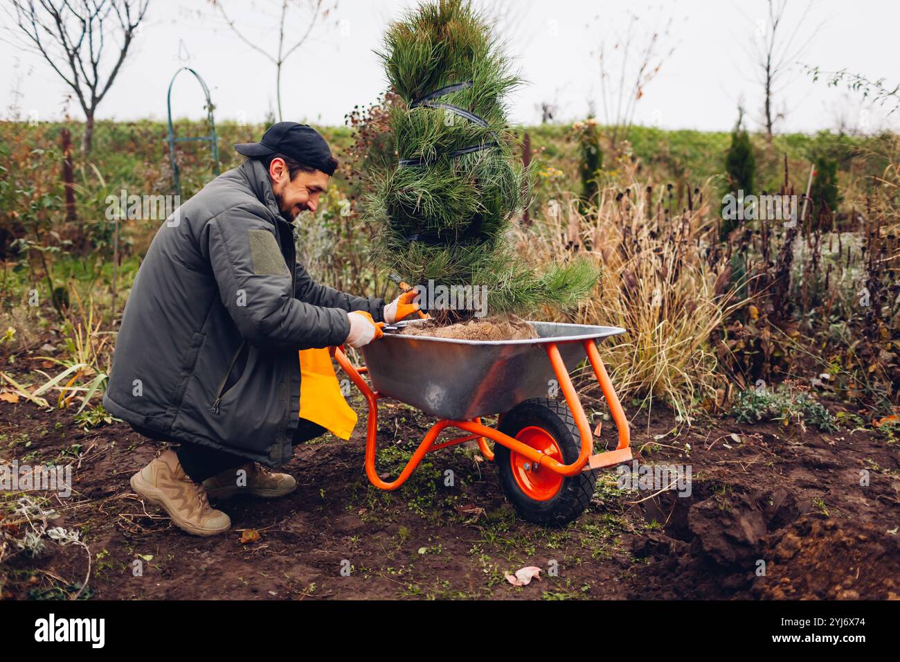 Happy gardener planting pine tree in autumnal garden using wheelbarrow ...