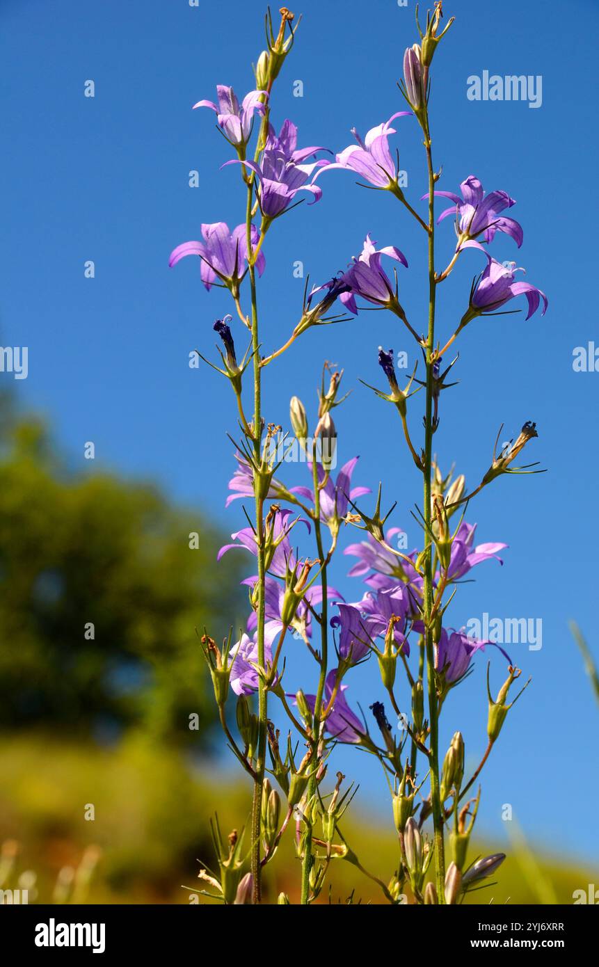 The rampion or rapunzel (Campanula rapunculus) in flower against a blue ...