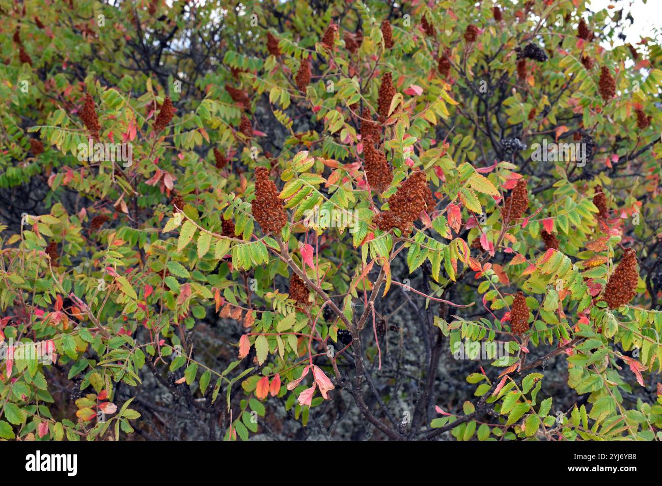 Specimens of Sicilian sumac (Rhus coriaria) in flower Stock Photo - Alamy