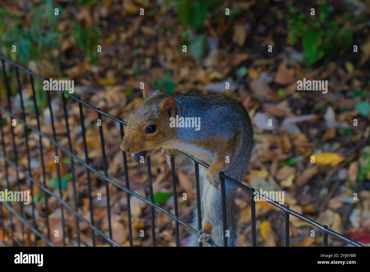 squirrel on a fence with nut Stock Photo - Alamy