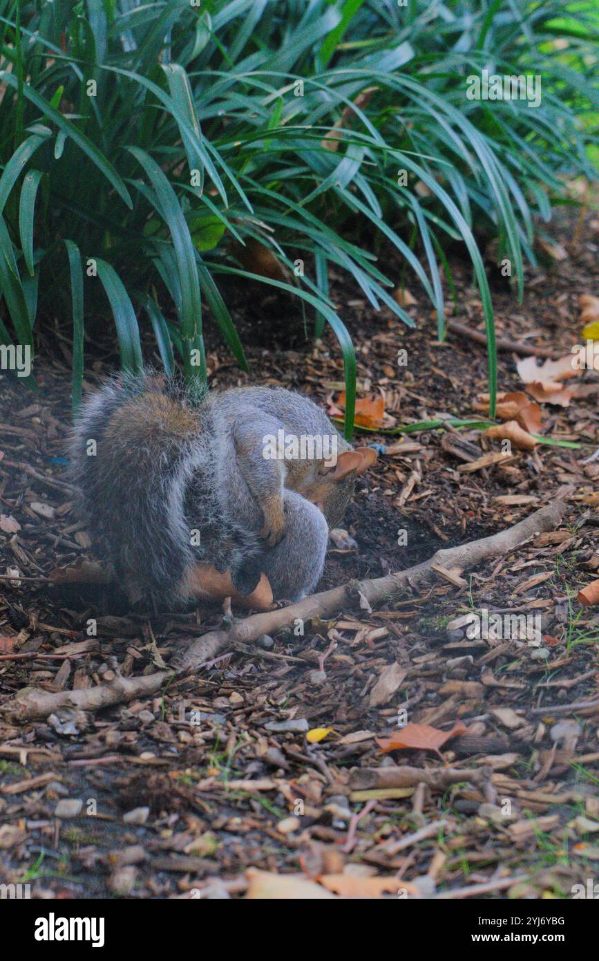 Cleaning in city park hi-res stock photography and images - Alamy