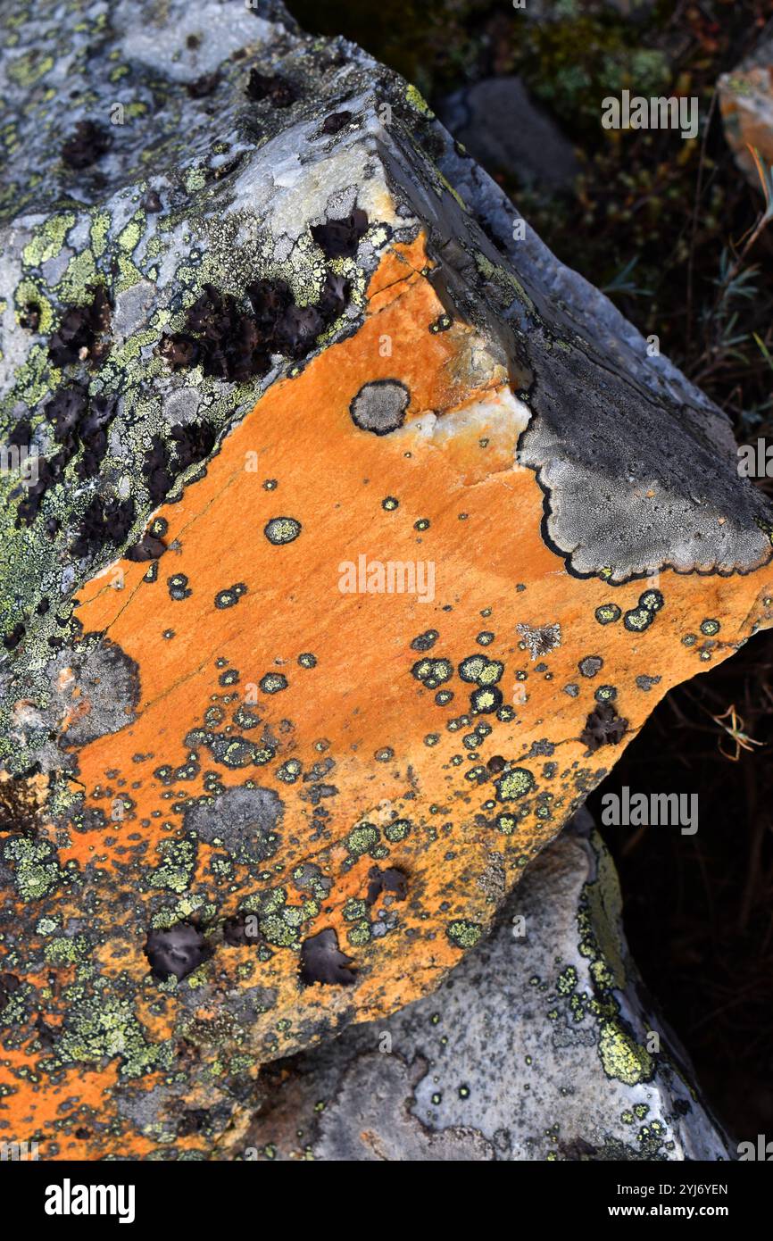 The map lichen Rhizocarpon geographicum on a rock. It is a crustose ...
