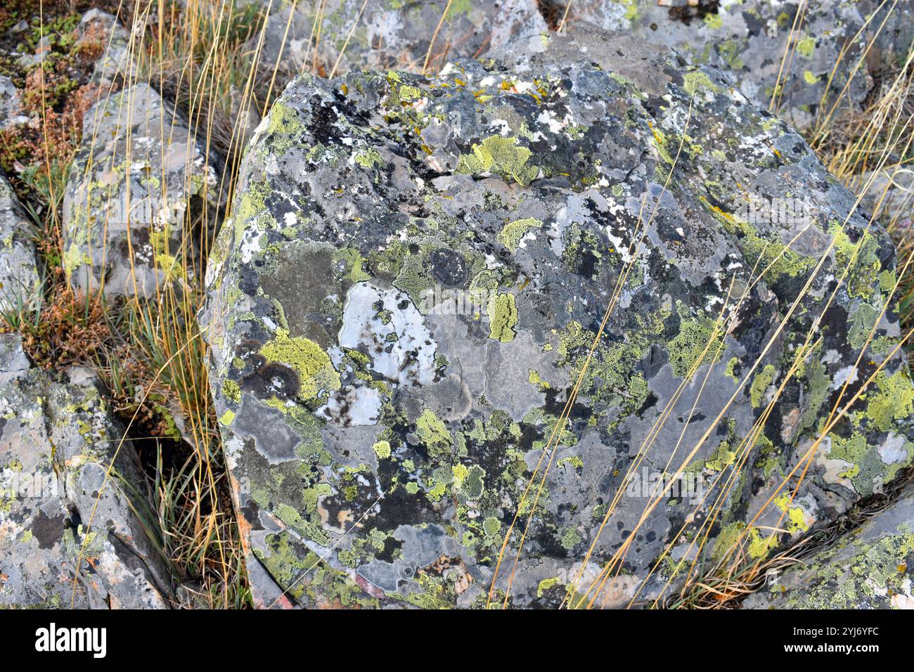 The map lichen Rhizocarpon geographicum on a rock. It is a crustose ...