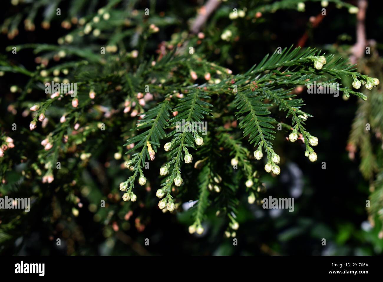 Leaves and flowers of California redwood (Sequoia sempervirens Stock ...