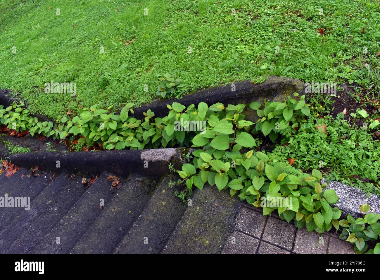 The invasive plant Reynoutria japonica or Fallopia japonica grows on ...
