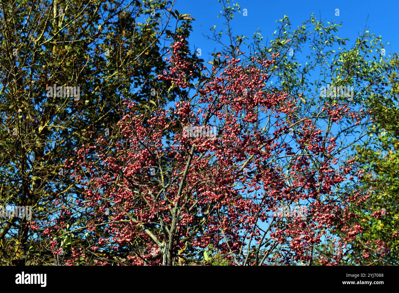Red fruits on the branches of the spindle (Euonymus europaeus) with ...
