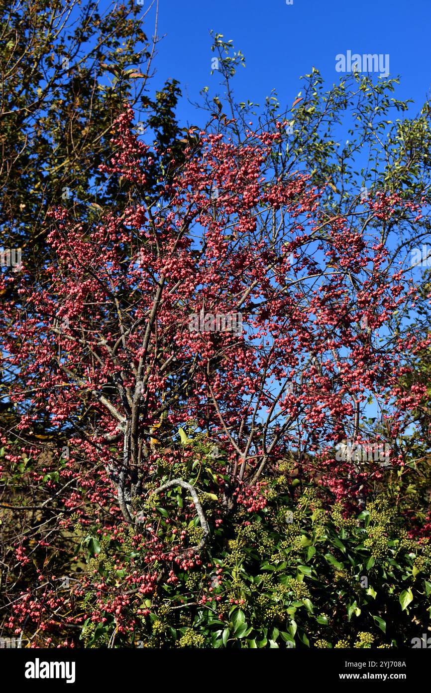 Red fruits on the branches of the spindle (Euonymus europaeus) with ...