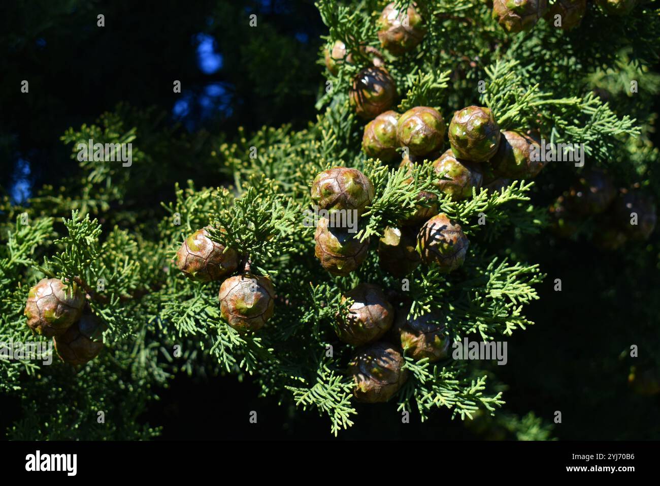 Leaves and fruits of the Mediterranean cypress (Cupressus sempervirens ...
