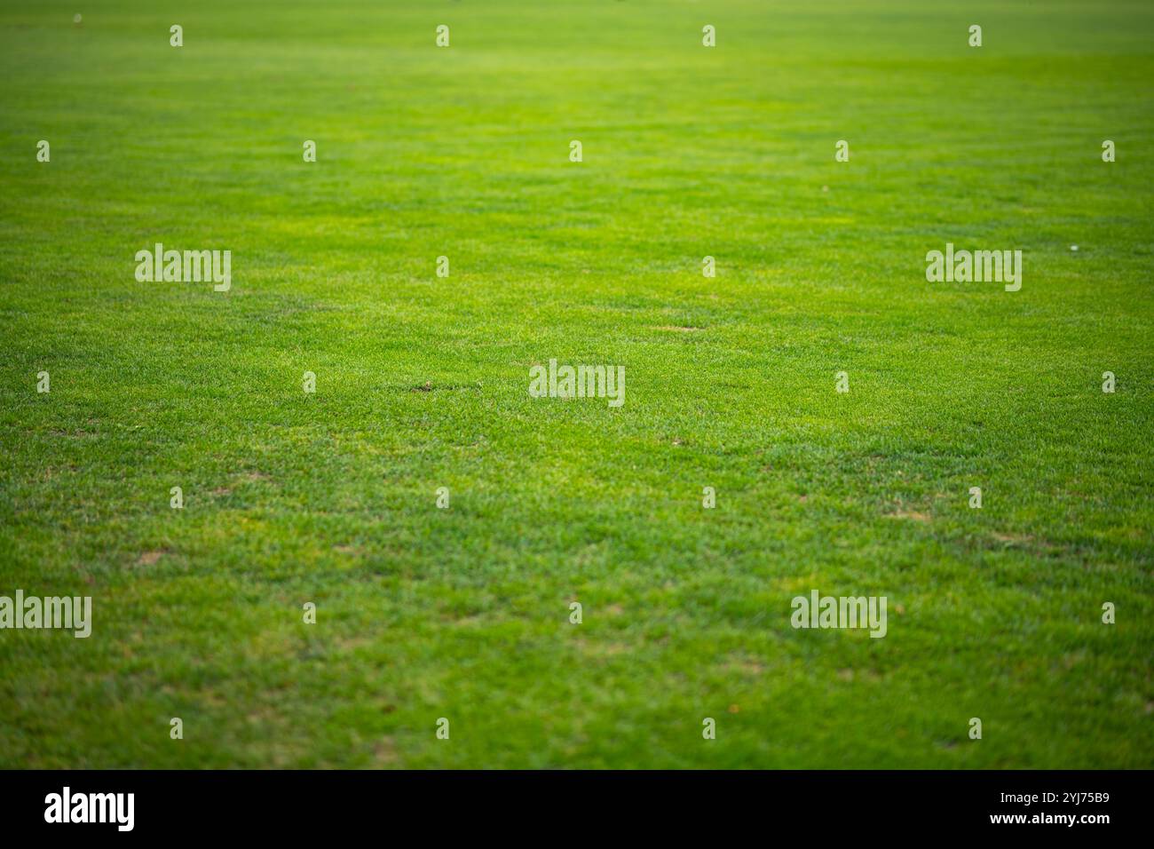 Nature landscape background. Green grass flower field. Grassy meadow background. Green grassy ...