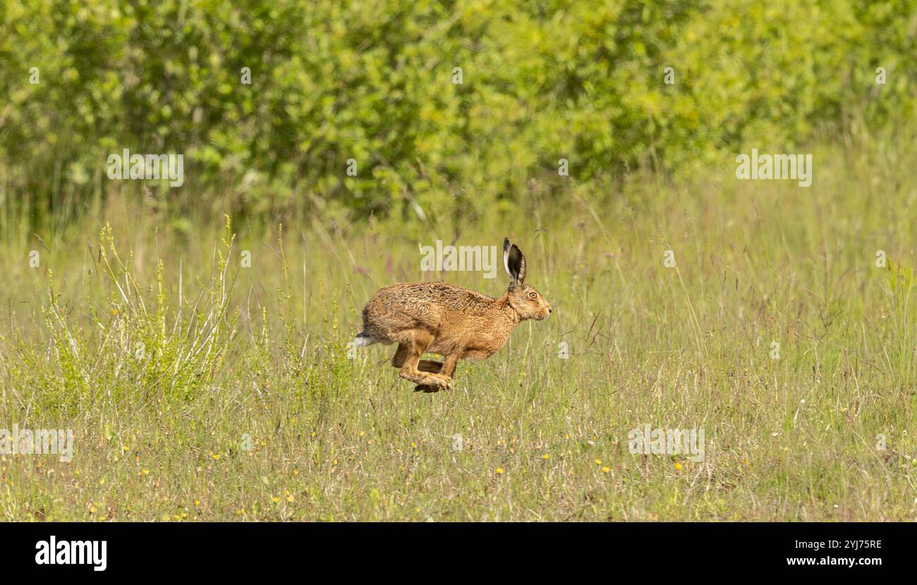 a single brown hare lepus europaeus in a summer wild flower meadow ...